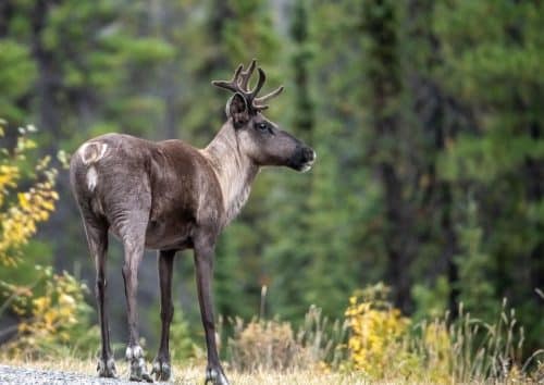 11 Wild Animals That Change Their Appearance with the Seasons ...