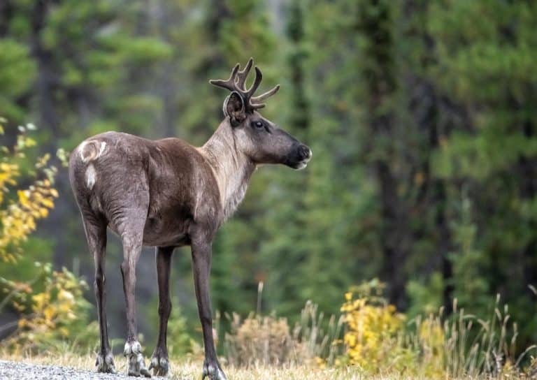 11 Wild Animals That Change Their Appearance with the Seasons ...