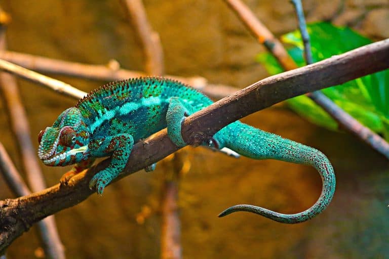 11 Wild Animals That Change Their Appearance with the Seasons ...
