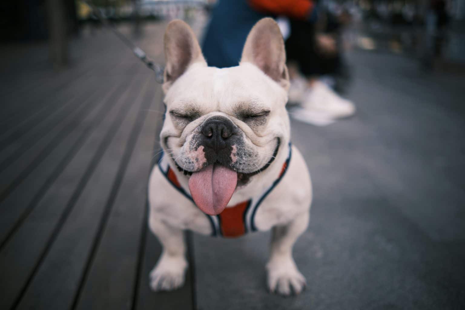 11 Canine Breeds That Have The Most Lovable Snouts - We Love Dogs