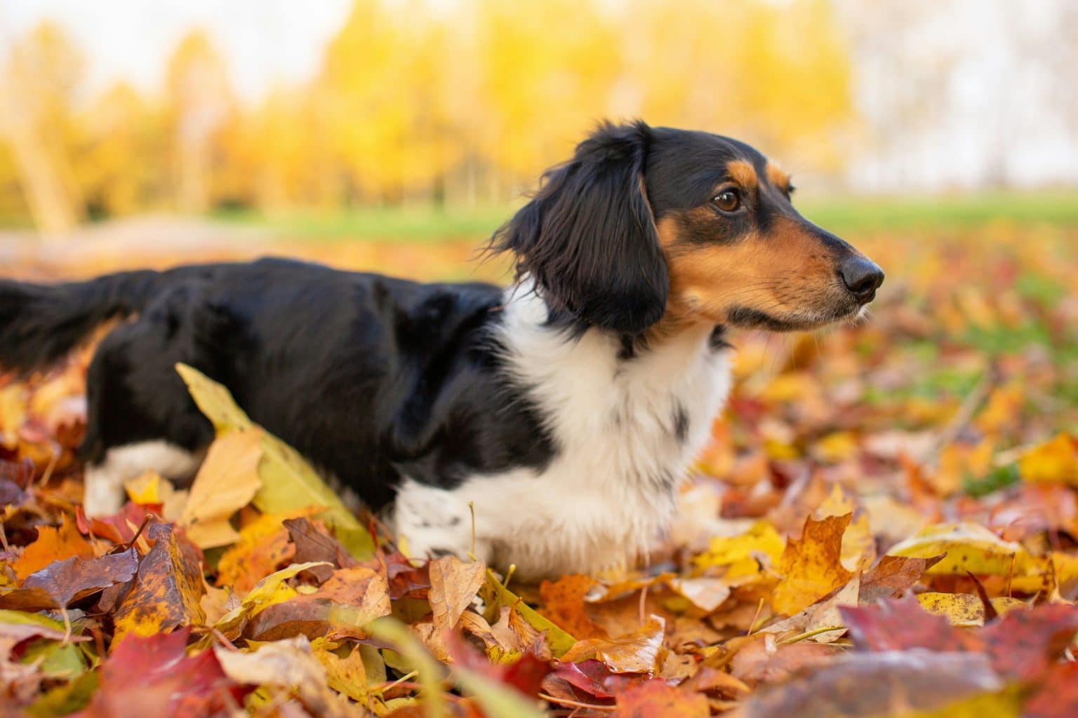 15 Incredible Ways Dogs Teach Us to Be Better Humans - iHeartDogs.com