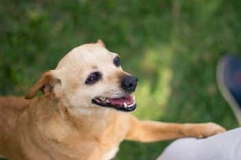 23 Most Talkative Dog Breeds That Love to Communicate - iHeartDogs.com
