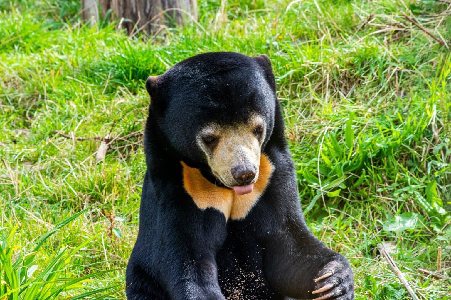 11 Bear Species Ranked by How Terrifying They Are - iHeartDogs.com