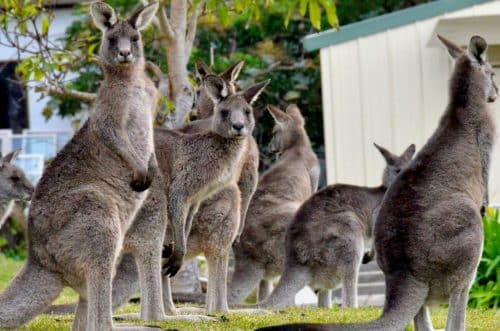 11 Wild Animals That Are Surprisingly Friendly to Humans - iHeartDogs.com