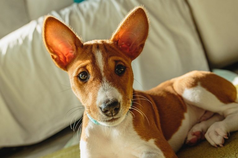 9 Quiet Dog Breeds Perfect For Apartment Living - iHeartDogs.com