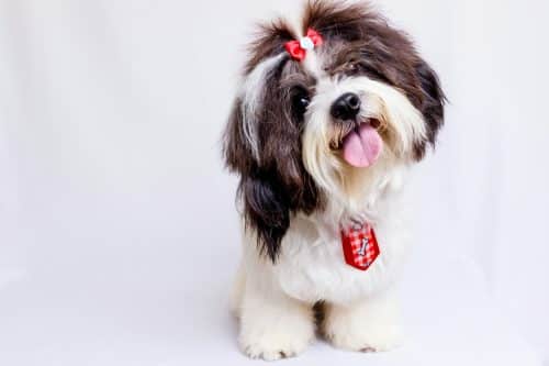 11 Canine Breeds That Have The Most Lovable Snouts - We Love Dogs