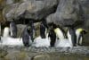 15 Wild Animals That Can Survive The Harshest Conditions On Earth