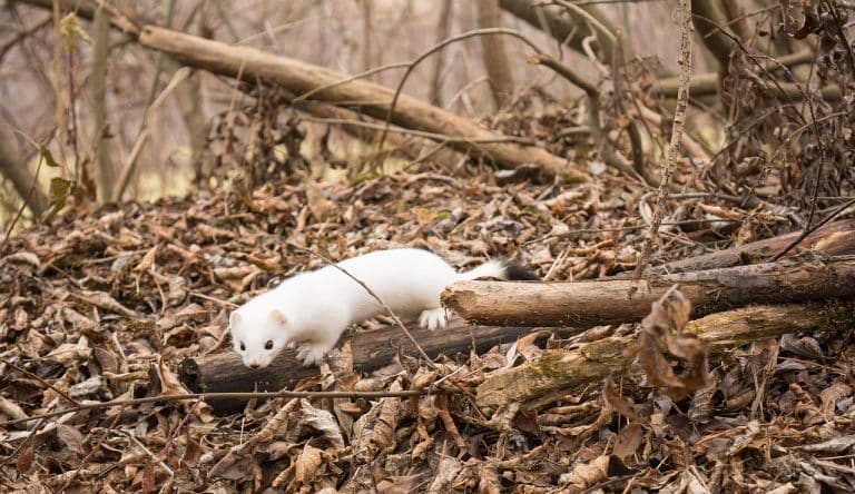 11 Wild Animals That Change Their Appearance with the Seasons ...