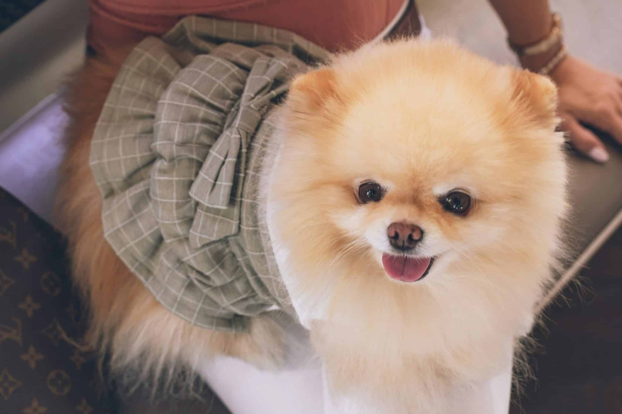 11 Canine Breeds That Have The Most Lovable Snouts - We Love Dogs