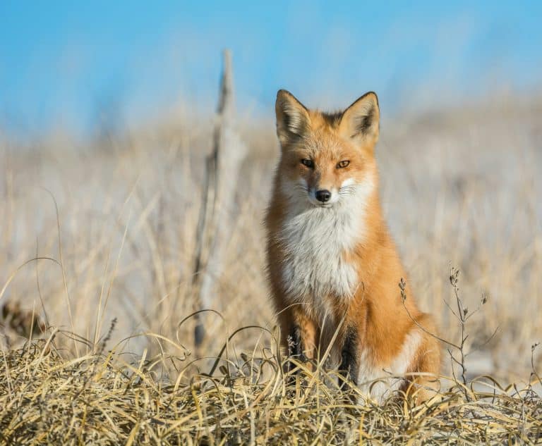 11 Wild Animals That Change Their Appearance with the Seasons ...