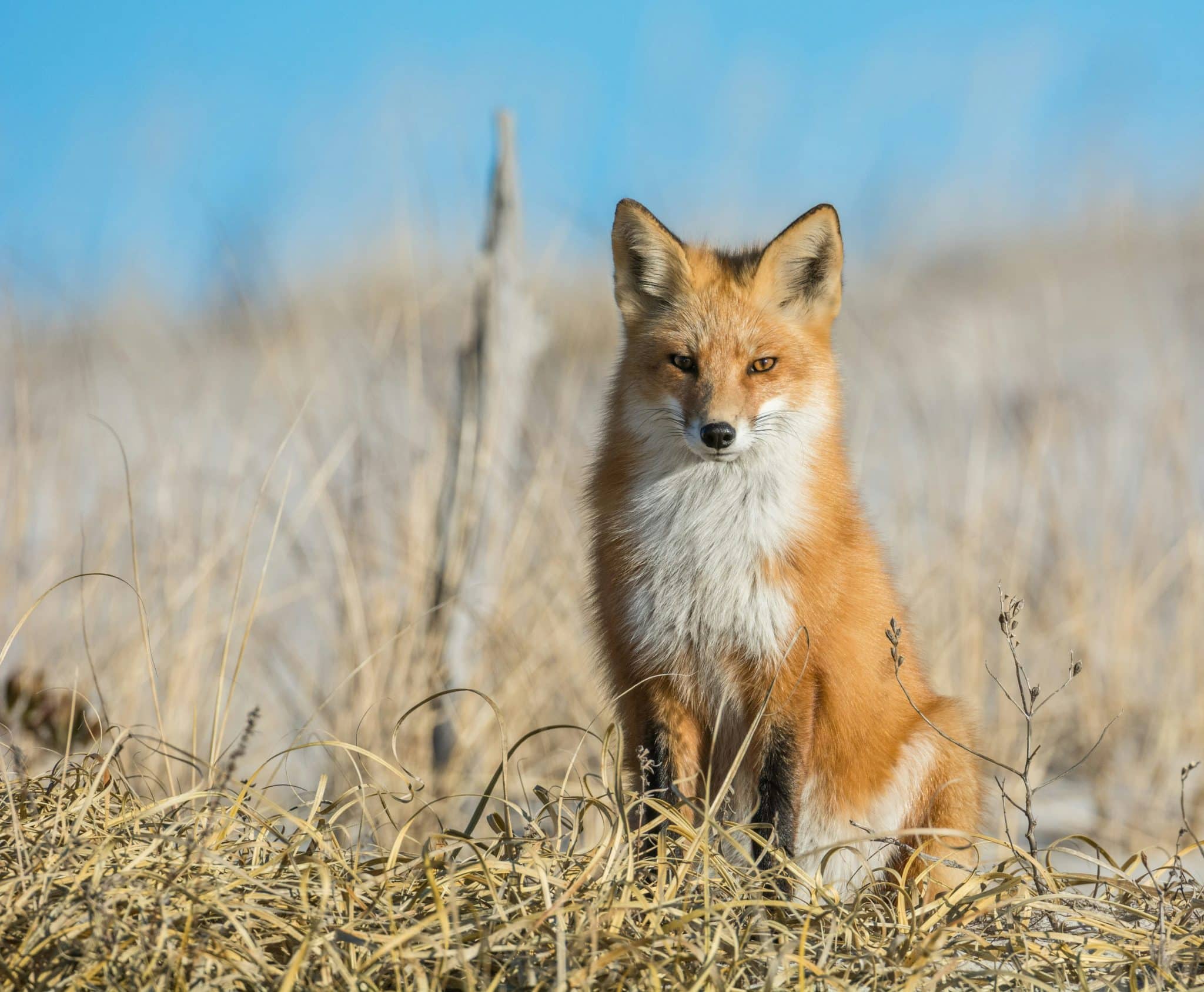 11 Wild Animals That Change Their Appearance with the Seasons ...