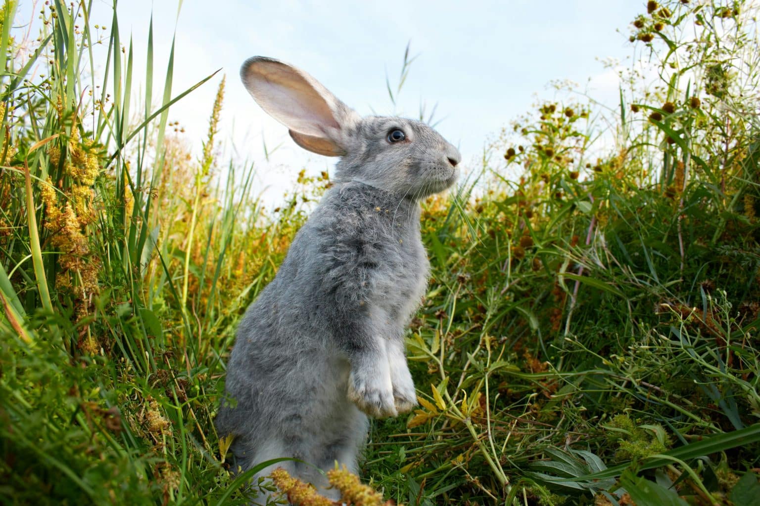 11 Wild Animals That Change Their Appearance with the Seasons ...