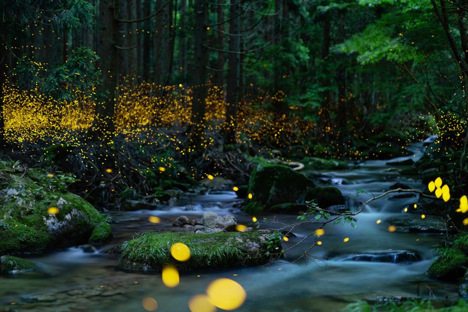 13 Wild Animals That Glow In The Dark (And Why) - iHeartDogs.com