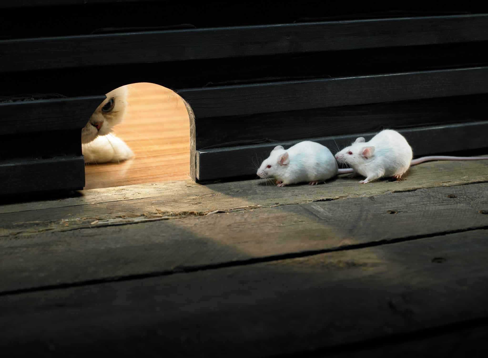 13 Incredibly Strange Animal Friendships You Won’t Believe Are Real ...