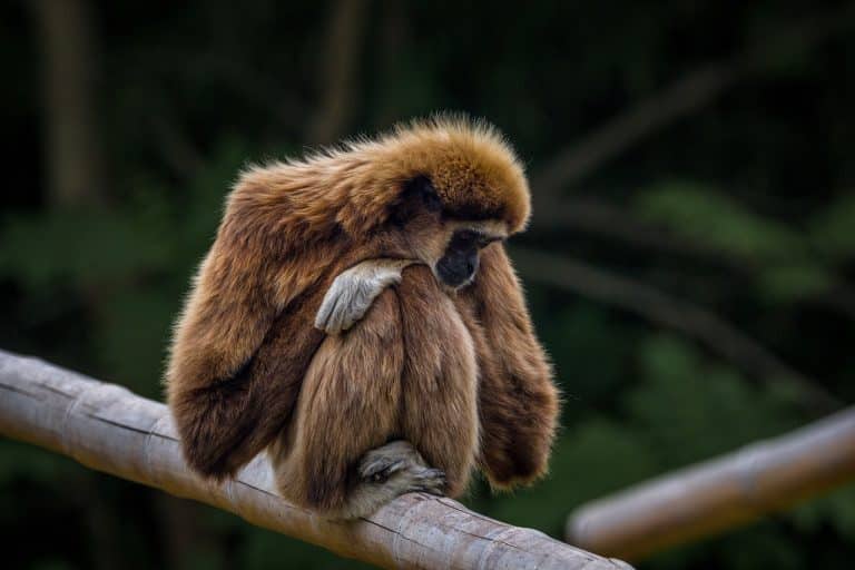 13 Wild Animals That Use Tools Just Like Humans - iHeartDogs.com