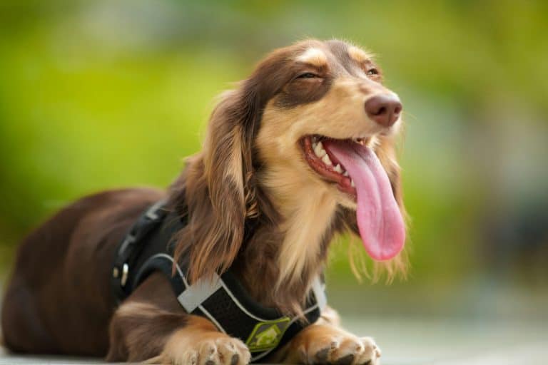 23 Most Talkative Dog Breeds That Love to Communicate - iHeartDogs.com