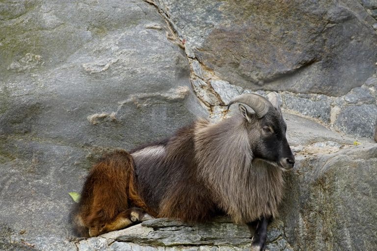 15 Wild Animals That Can Survive The Harshest Conditions On Earth ...