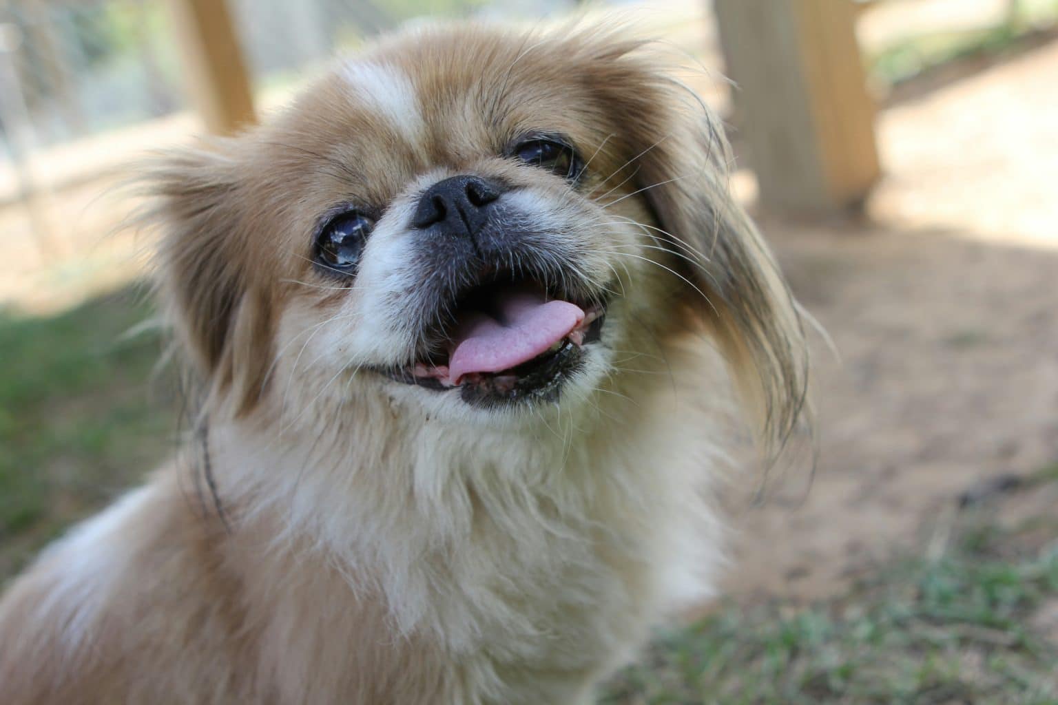 11 Canine Breeds That Have The Most Lovable Snouts - We Love Dogs