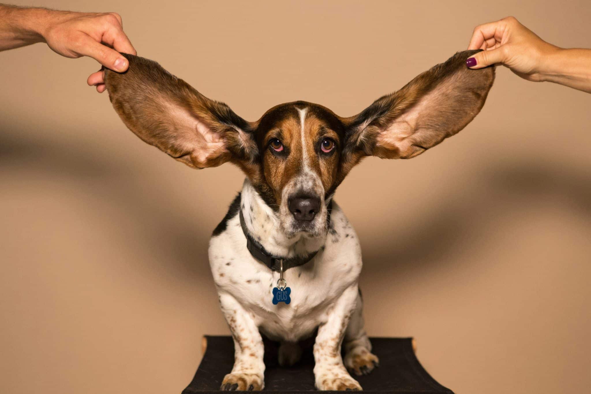 13 Dog Breeds With The Most Unique Ears - iHeartDogs.com