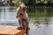 13 Wild Animals That Use Tools Just Like Humans - iHeartDogs.com