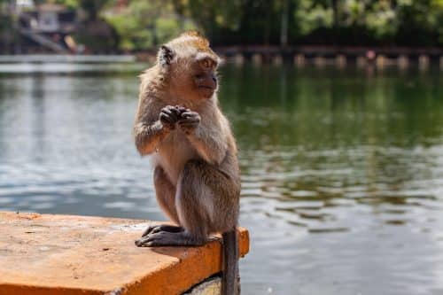 13 Wild Animals That Use Tools Just Like Humans - iHeartDogs.com