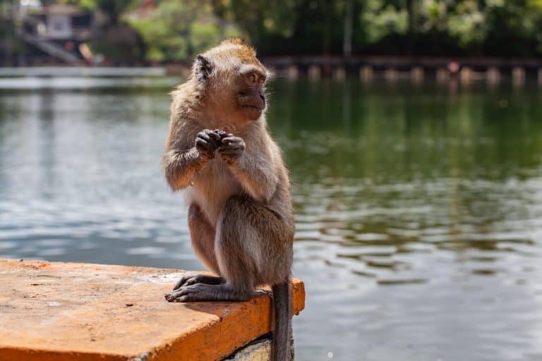 13 Wild Animals That Use Tools Just Like Humans - iHeartDogs.com