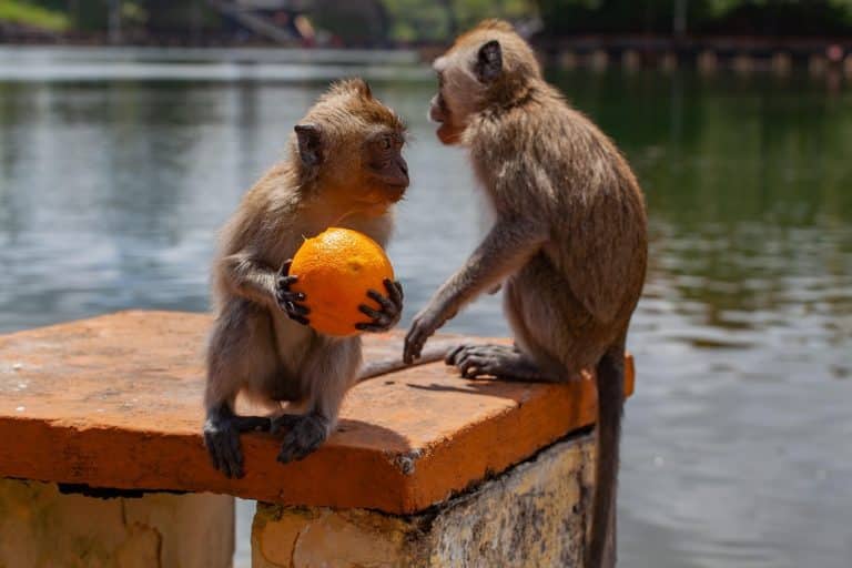 13 Wild Animals That Use Tools Just Like Humans - iHeartDogs.com