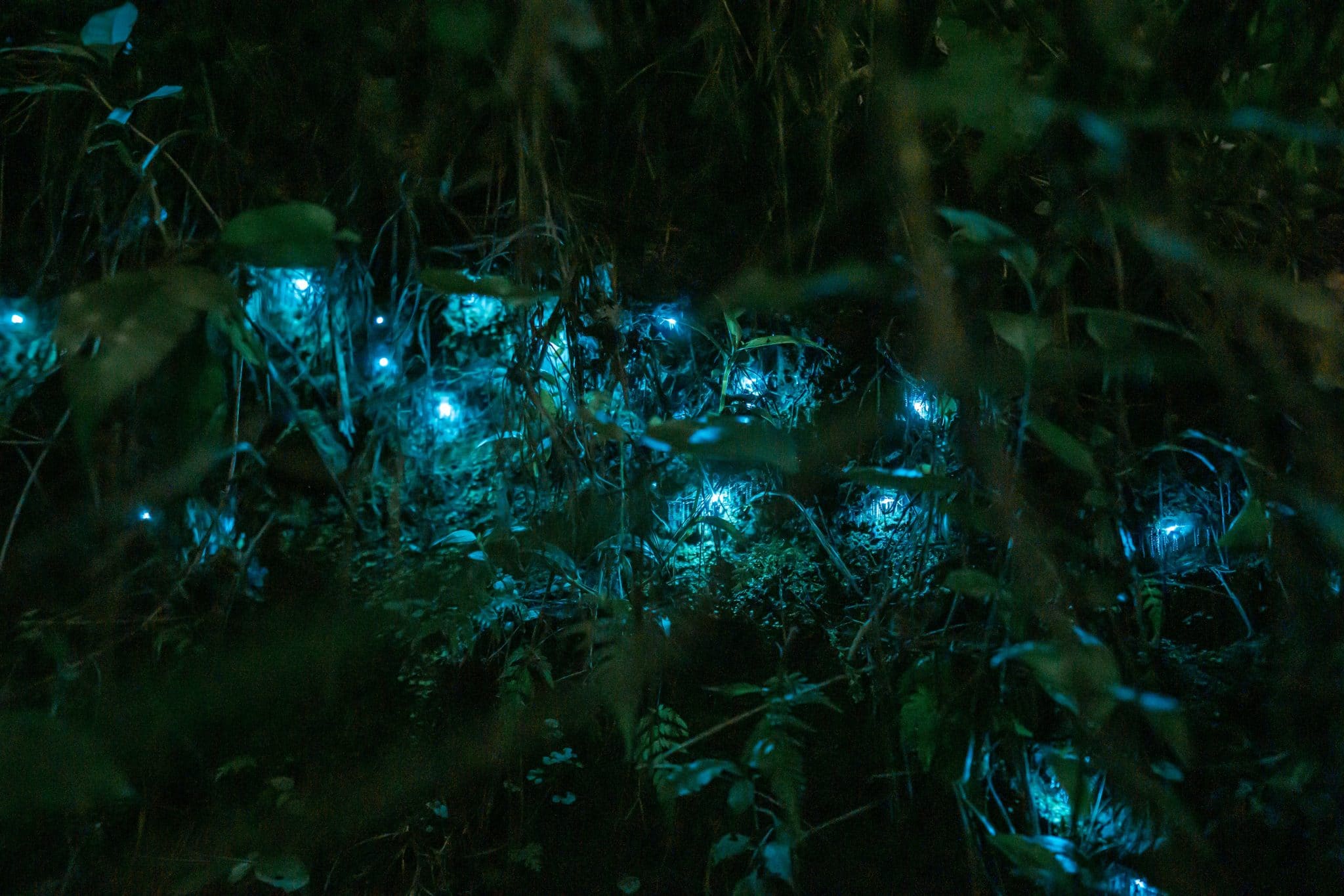 13 Wild Animals That Glow In The Dark (And Why) - iHeartDogs.com