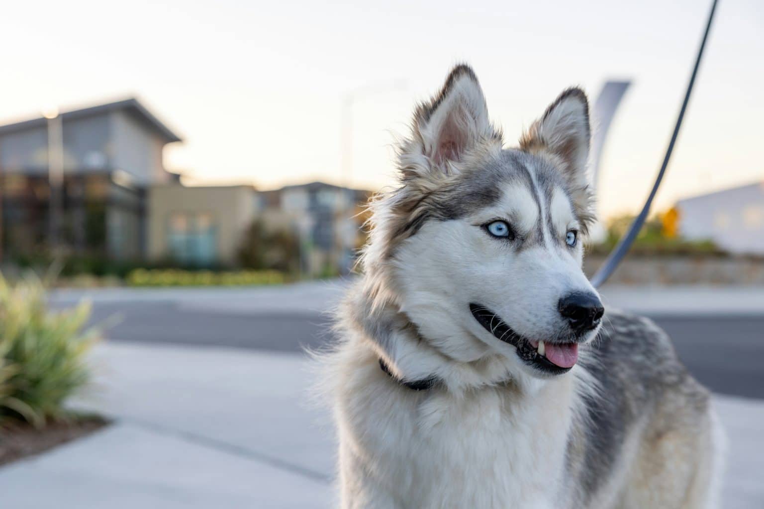 23 Most Talkative Dog Breeds That Love to Communicate - iHeartDogs.com
