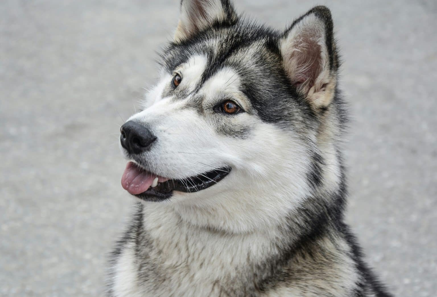 23 Most Talkative Dog Breeds That Love to Communicate - iHeartDogs.com