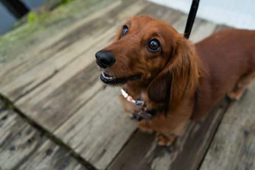 11 Canine Breeds That Have The Most Lovable Snouts - We Love Dogs