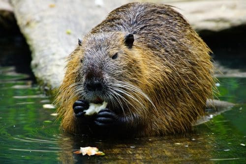 13 Wild Animals That Use Tools Just Like Humans - iHeartDogs.com