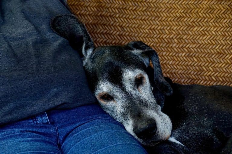 13 Signs Your Dog Knows You’re Upset (And Wants To Help) - iHeartDogs.com