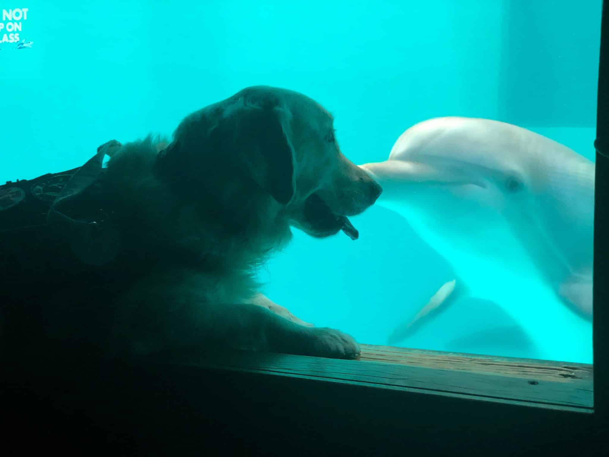 13 Incredibly Strange Animal Friendships You Won’t Believe Are Real ...