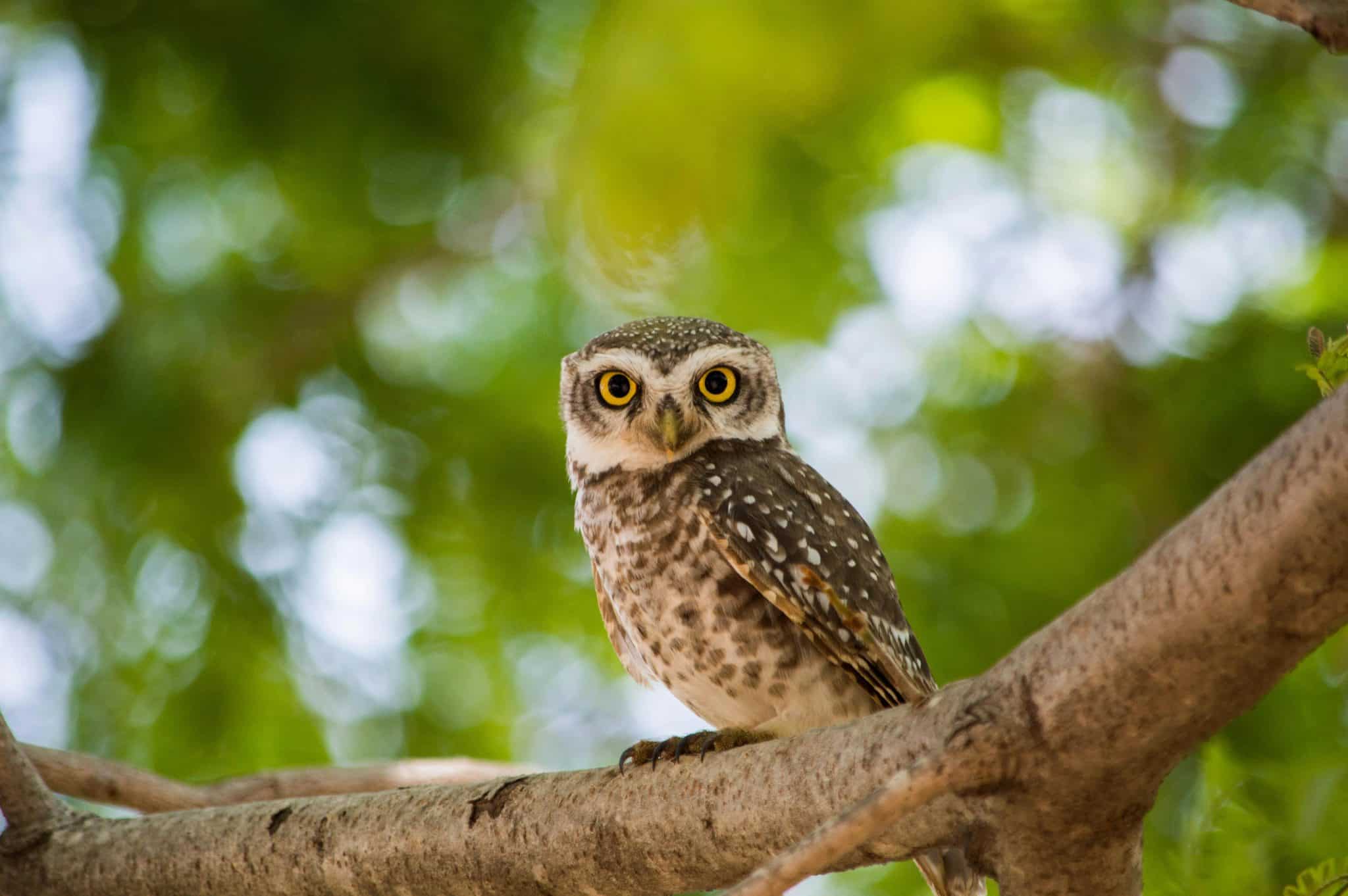 11 Wild Animals That Are Completely Silent Hunters - iHeartDogs.com
