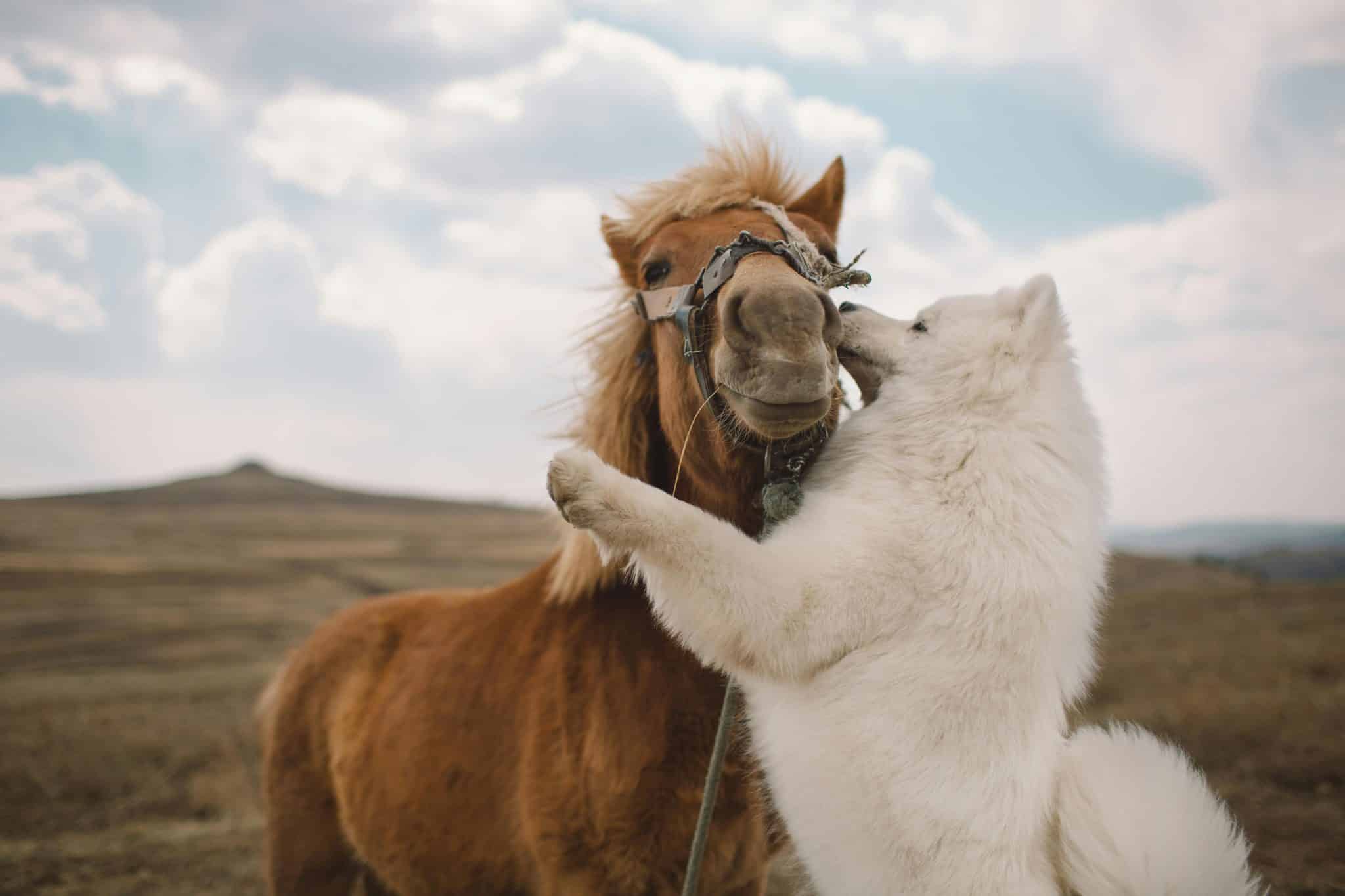 13 Incredibly Strange Animal Friendships You Won’t Believe Are Real ...