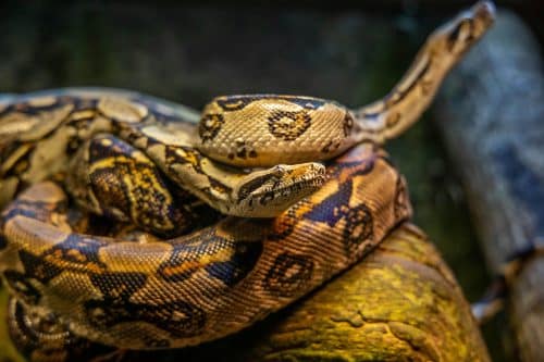 11 Wild Animals That Are Completely Silent Hunters - iHeartDogs.com