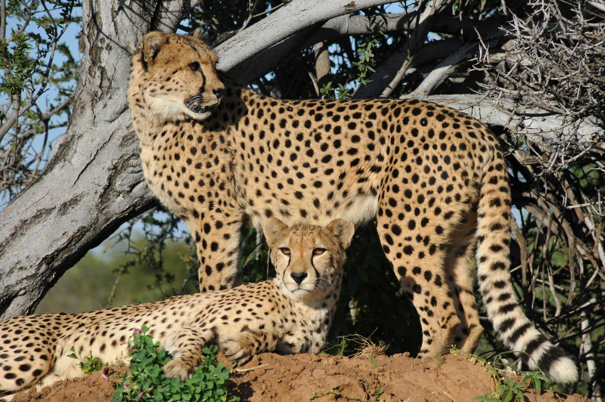 11 Wild Animals That Are Completely Silent Hunters - iHeartDogs.com