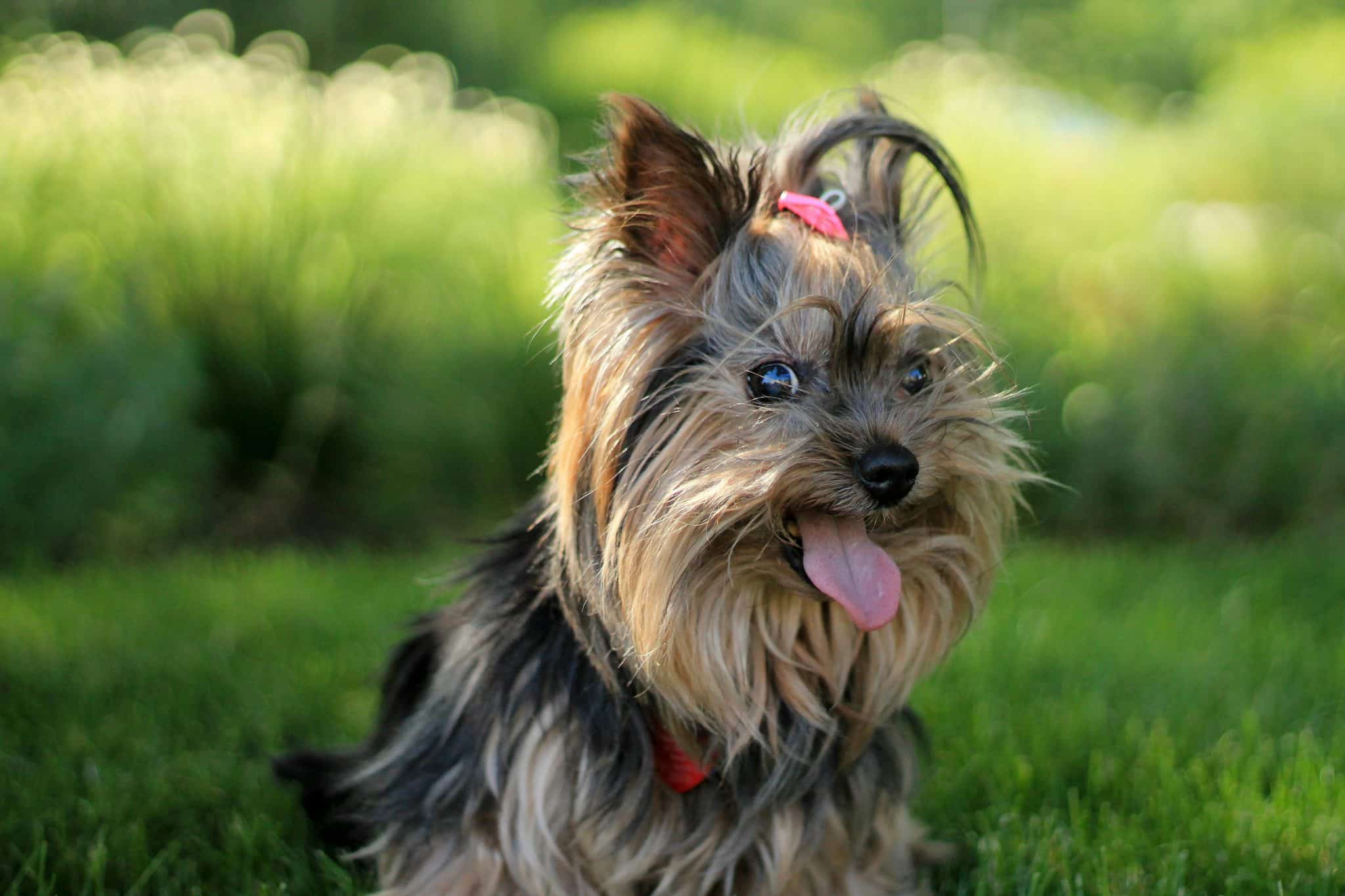 23 Most Talkative Dog Breeds That Love to Communicate - iHeartDogs.com