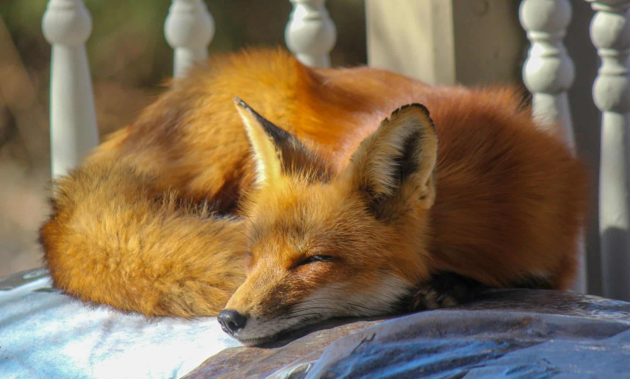 11 Wild Animals That Are Completely Silent Hunters - iHeartDogs.com