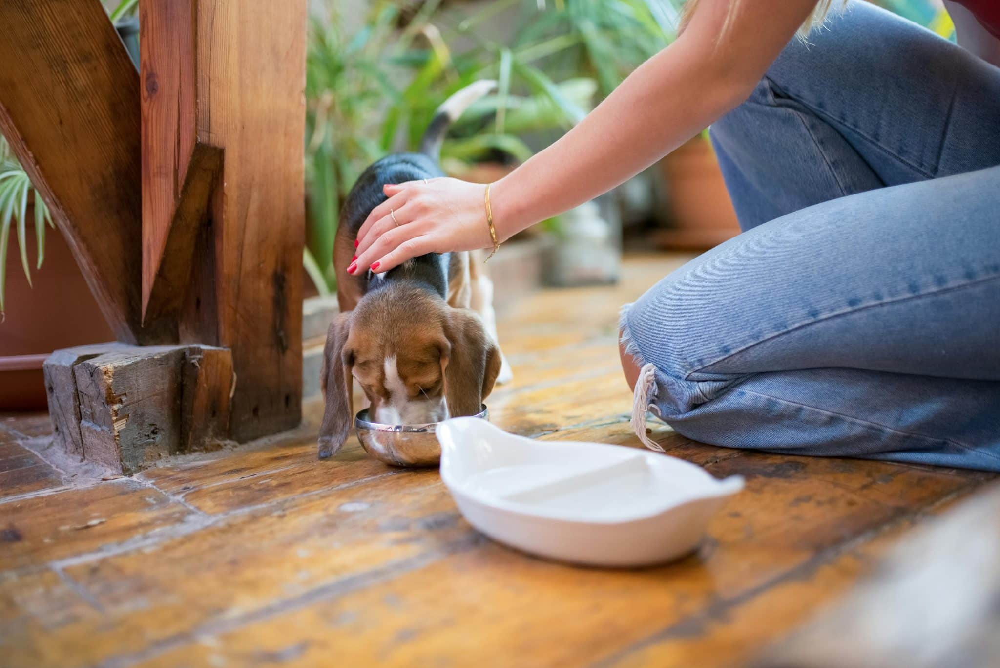 10 Ingredients You NEVER Want To See In Your Dog's Food - iHeartDogs.com