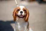 11 Canine Breeds That Have The Most Lovable Snouts - We Love Dogs