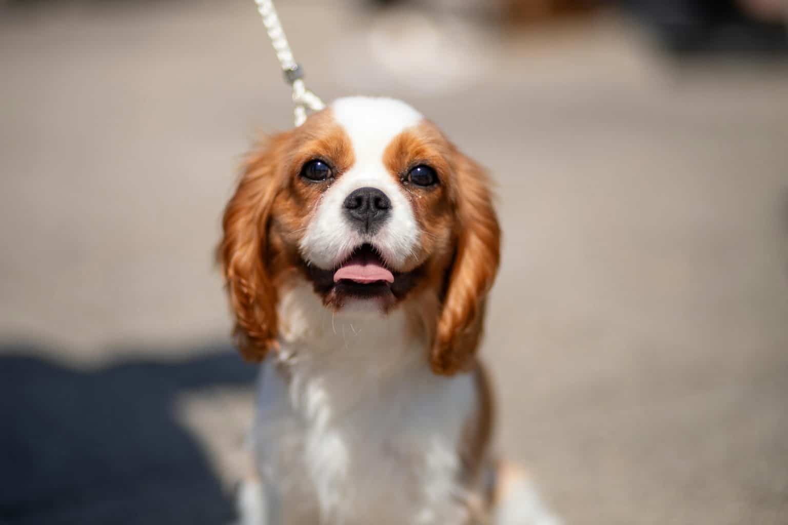 11 Canine Breeds That Have The Most Lovable Snouts - We Love Dogs
