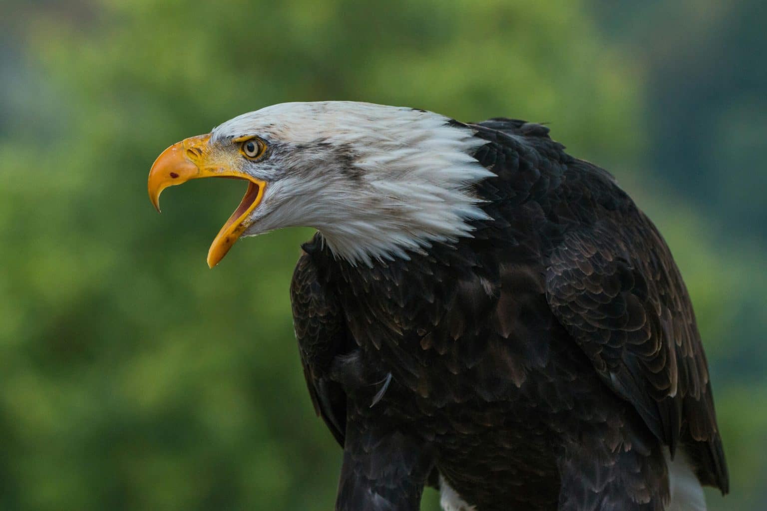 11 Wild Animals That Are Completely Silent Hunters - iHeartDogs.com
