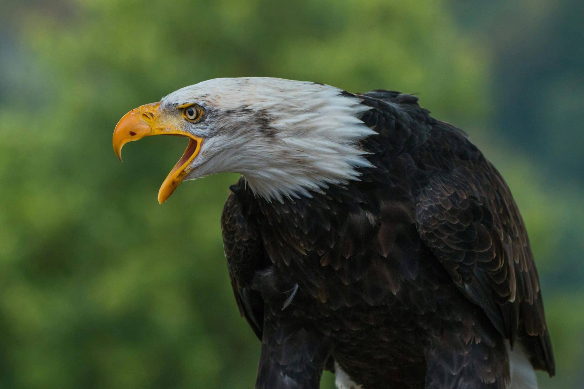 11 Wild Animals That Are Completely Silent Hunters - iHeartDogs.com