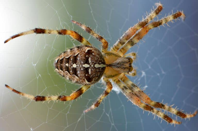 11 Wild Animals That Are Completely Silent Hunters - iHeartDogs.com