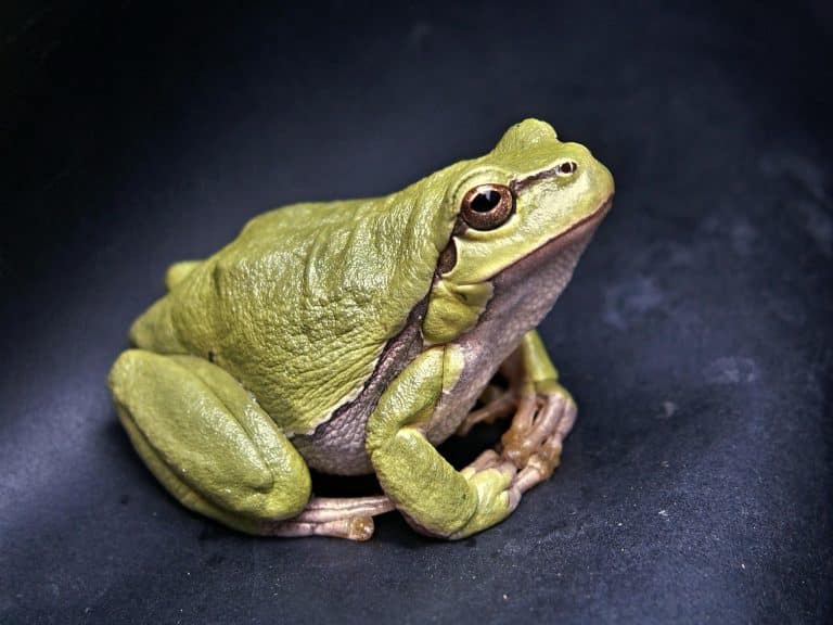 11 Wild Animals That Can Communicate Like Humans - iHeartDogs.com