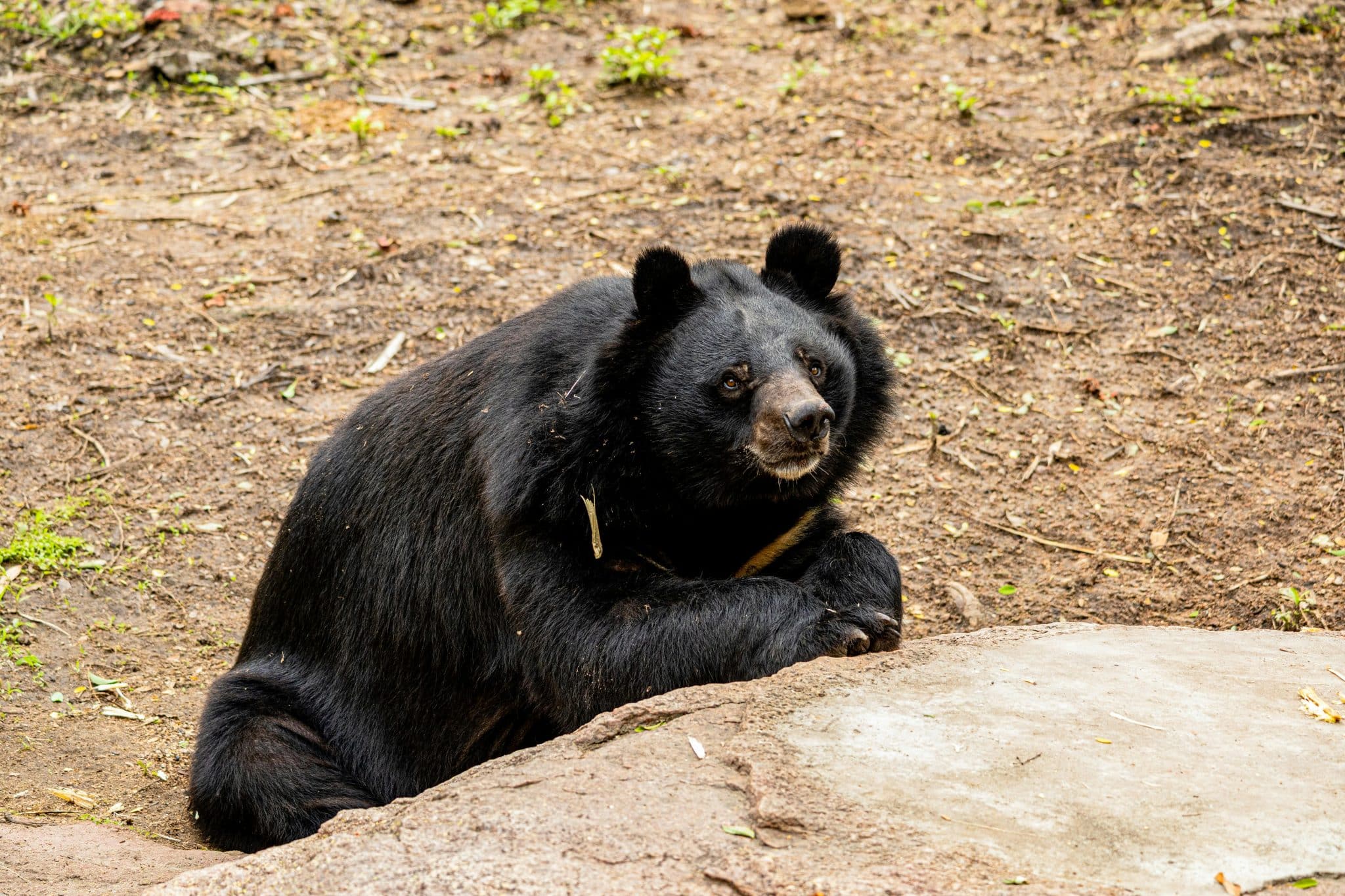 11 Bear Species Ranked by How Terrifying They Are - iHeartDogs.com