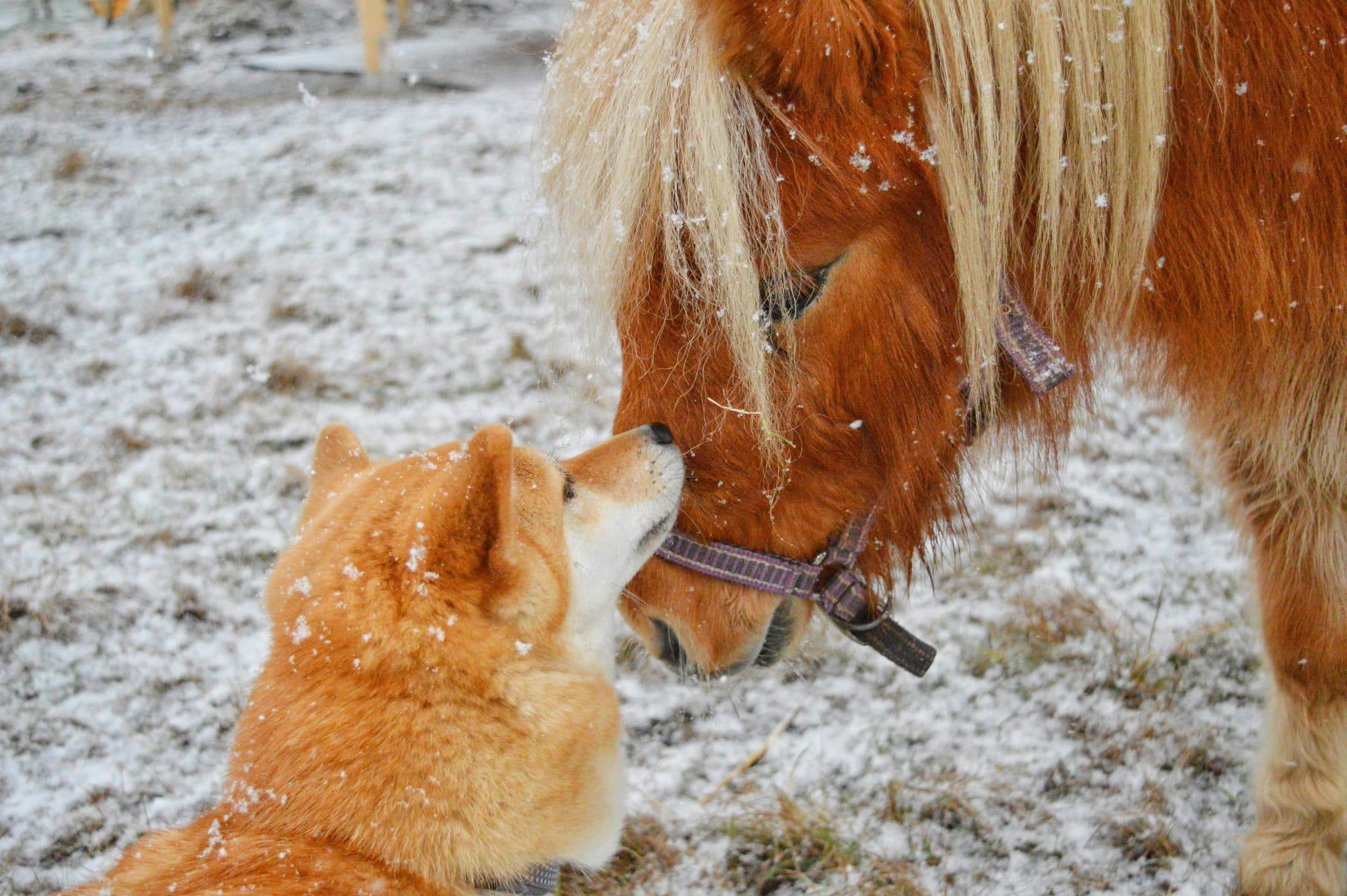 13 Incredibly Strange Animal Friendships You Won’t Believe Are Real ...