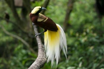 13 Wild Animals That Build Incredible Homes In Nature - iHeartDogs.com